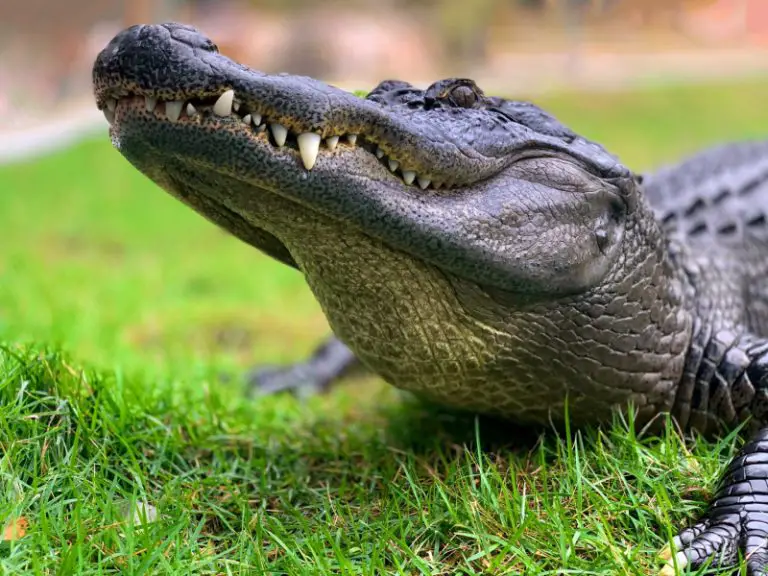 Lakes In Florida Without Alligators - Best Lakes Near Me